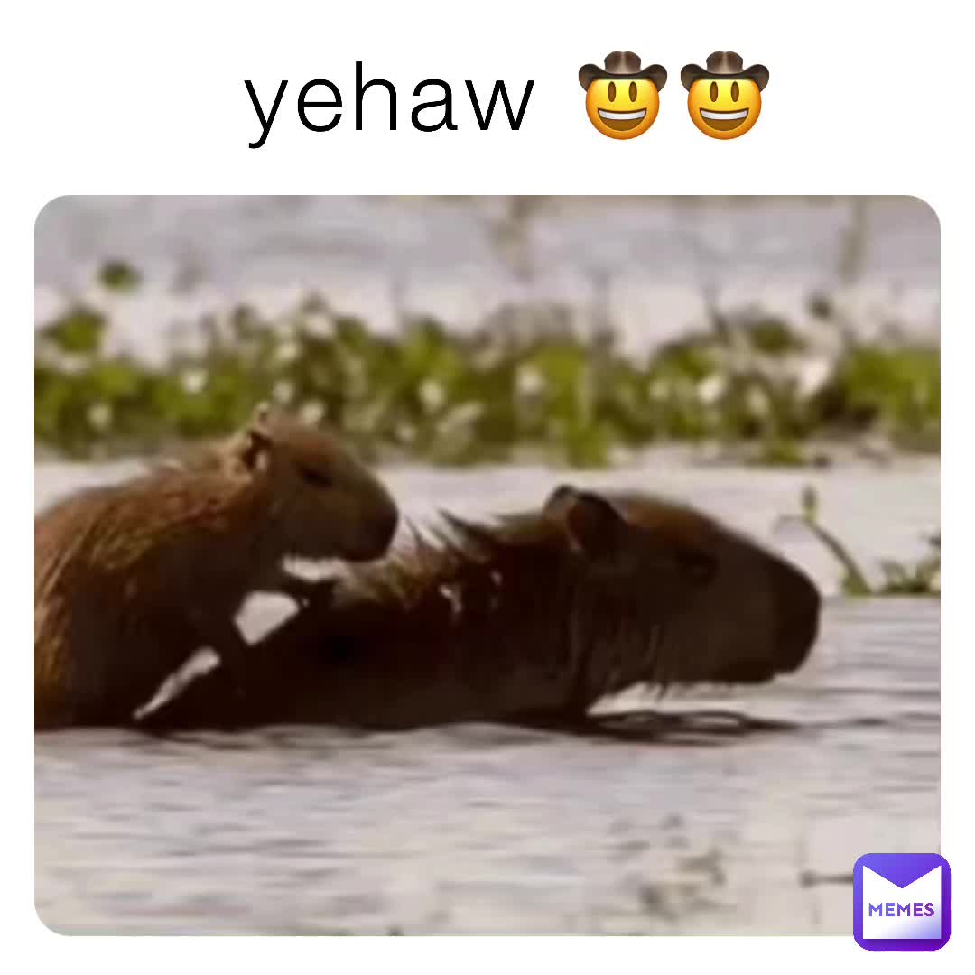 yehaw 🤠🤠 | @fyinn | Memes