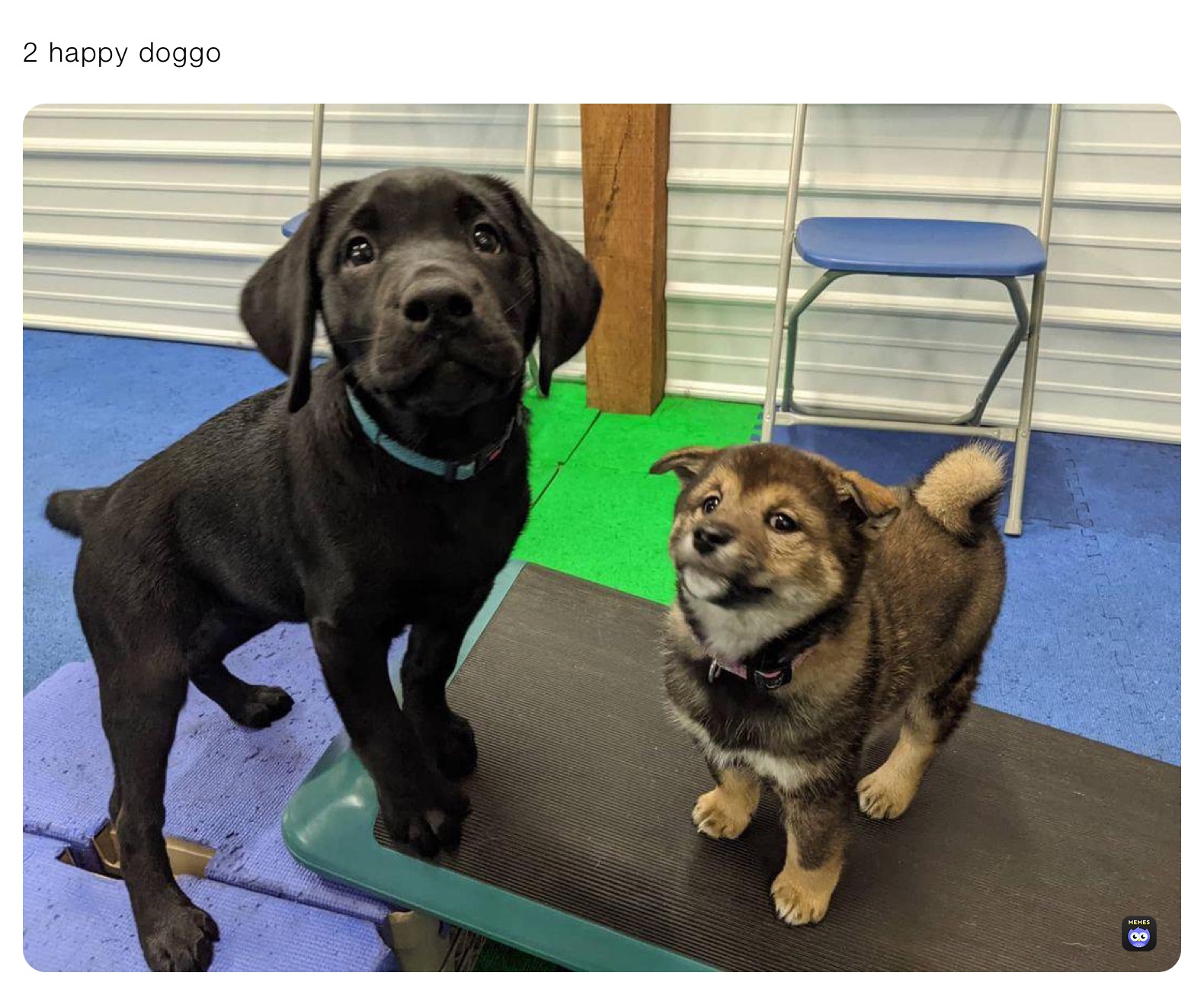 2 happy doggo | @ARthepuppy | Memes
