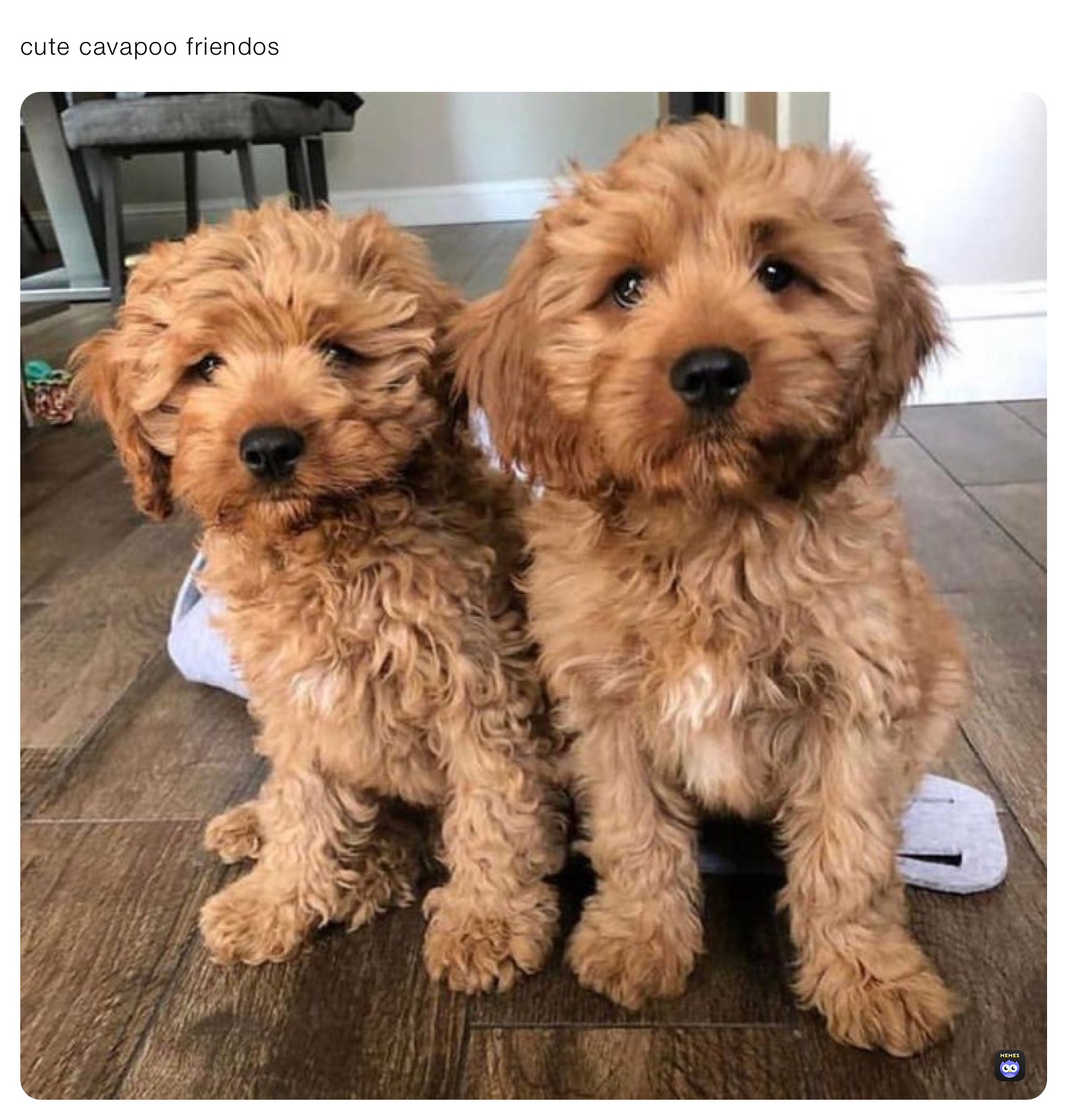 cute cavapoo friendos | @ARthepuppy | Memes