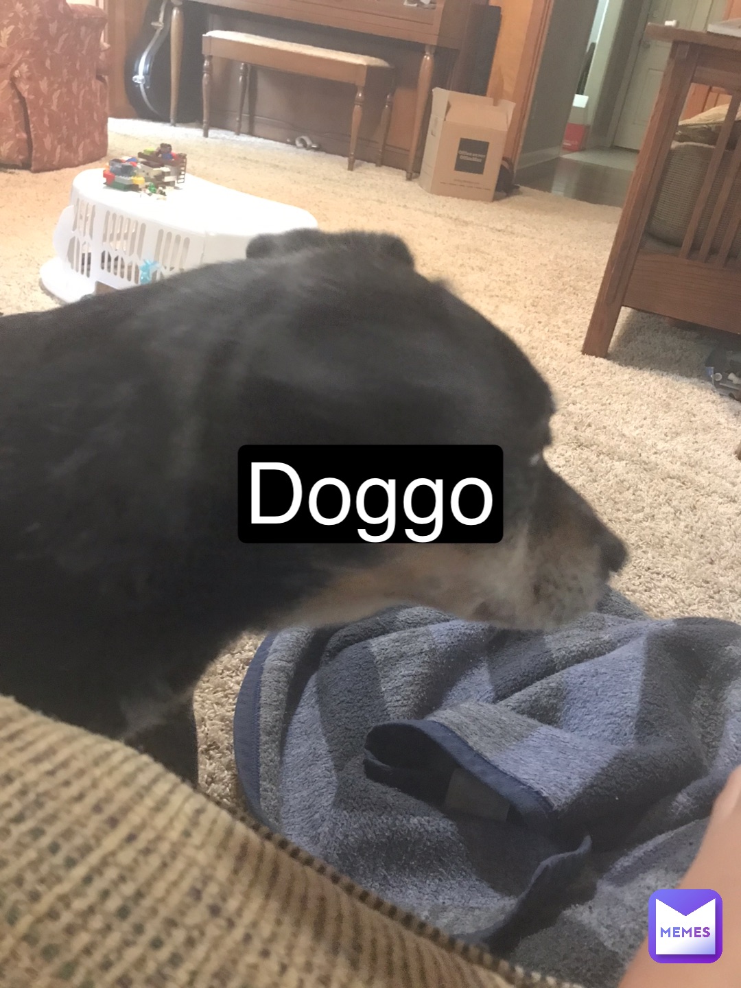 Doggo | @NoOneInParticular | Memes
