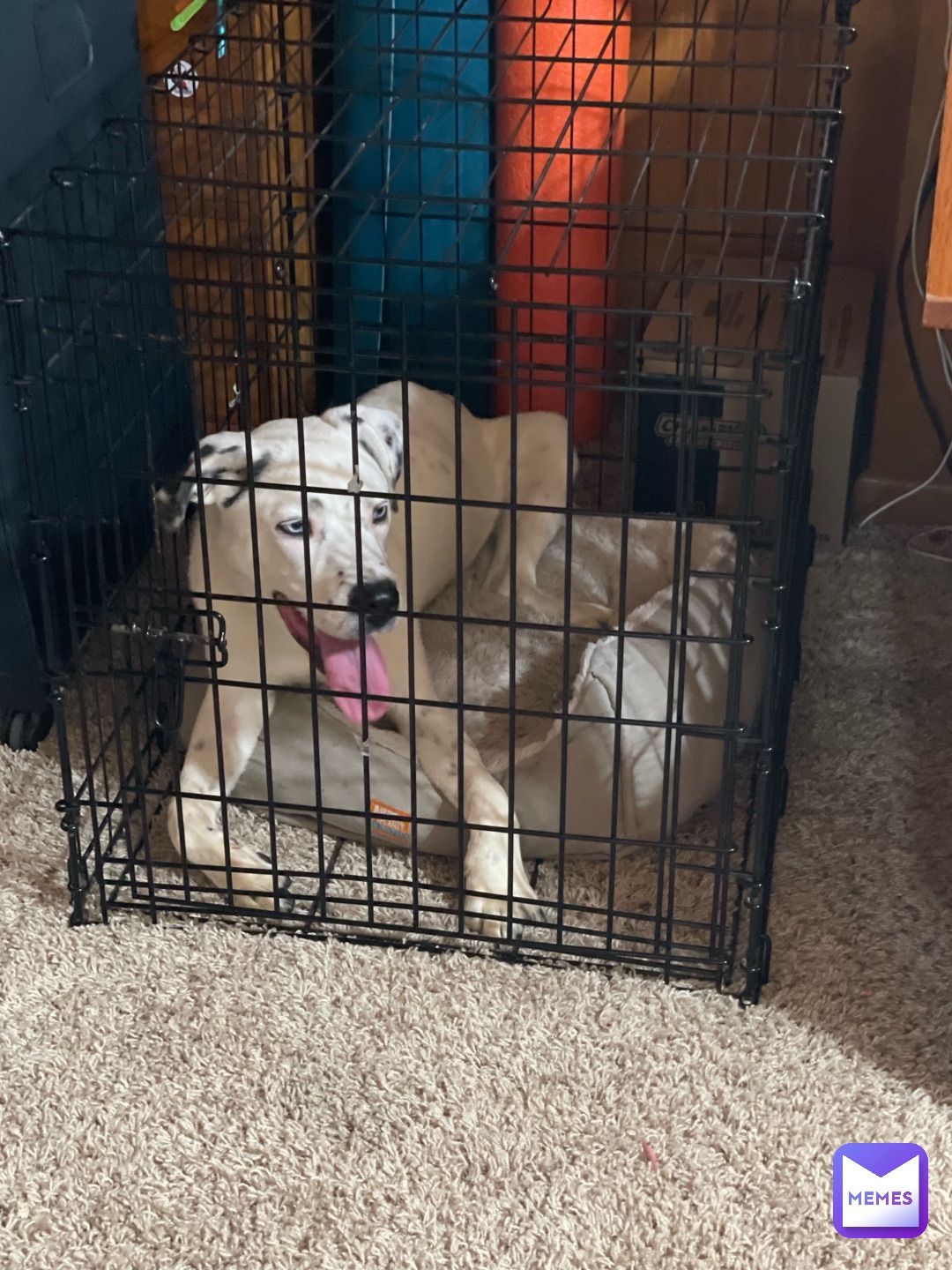 In Dog Cage Meme