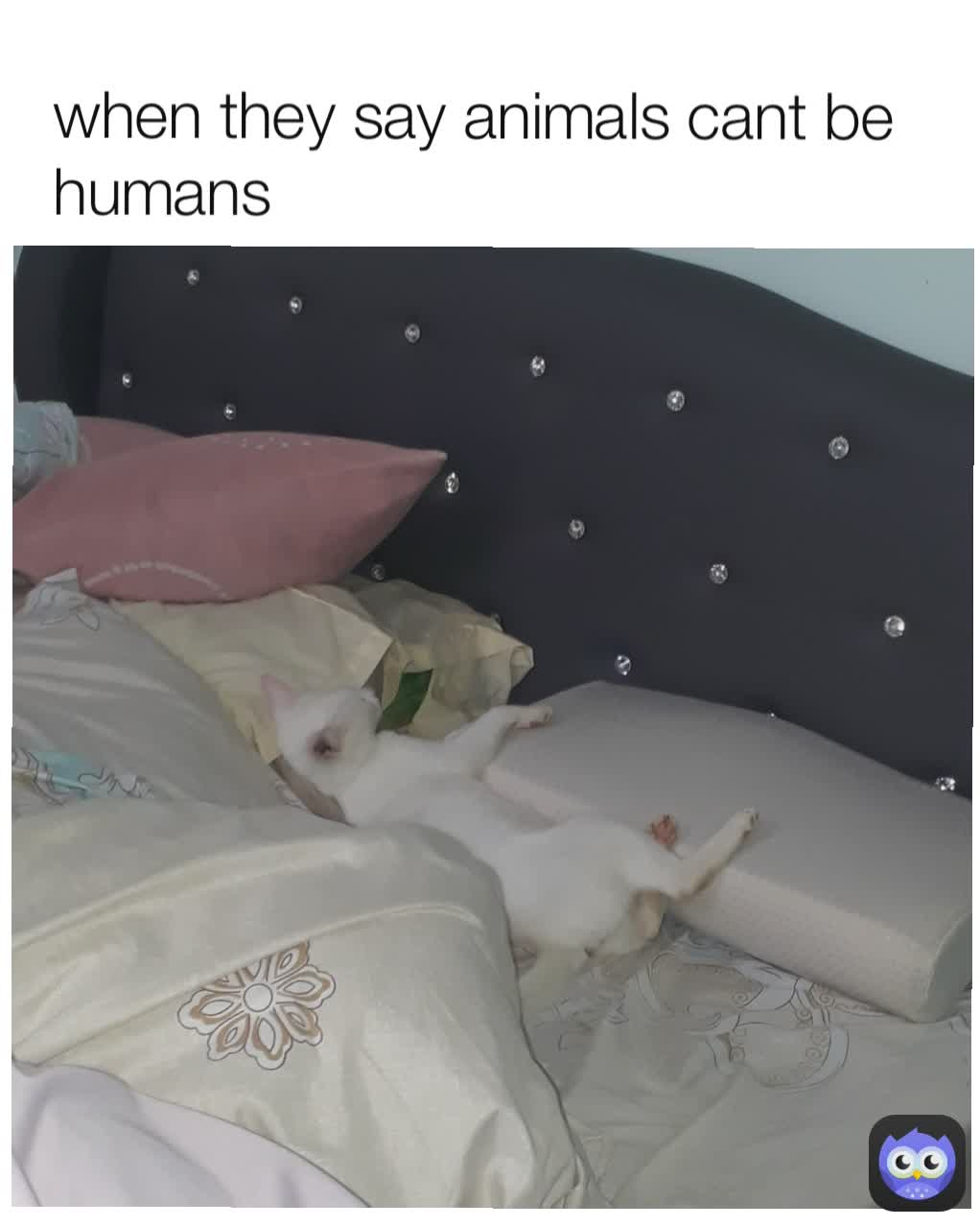 when they say animals cant be humans | @steveben.lim | Memes