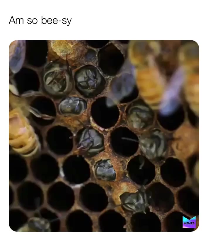 Post by @meme_bee | Memes