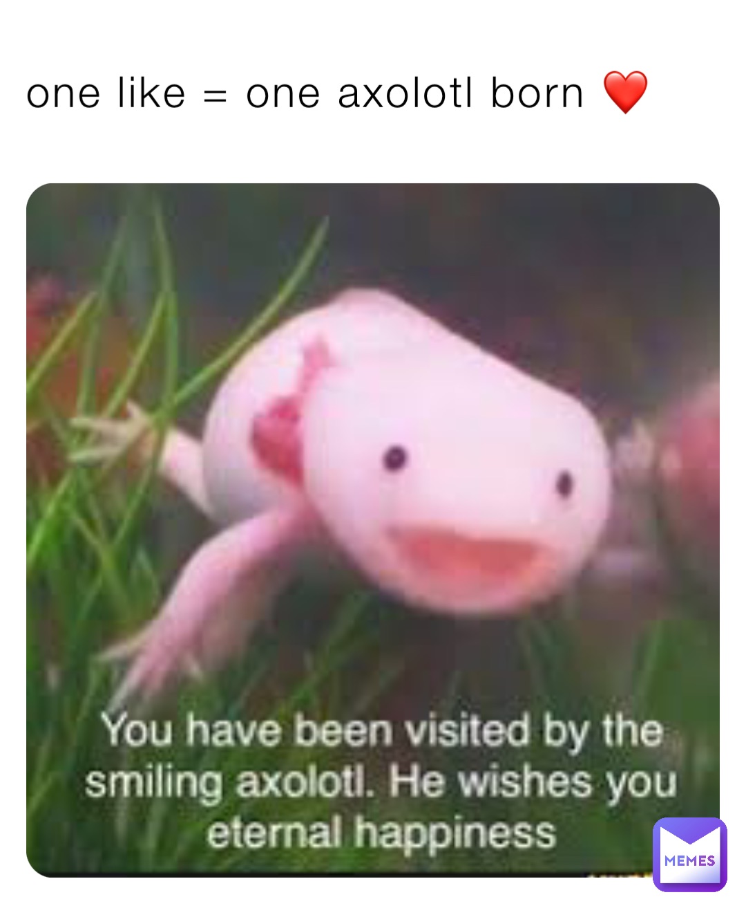 one like = one axolotl born ️ | @Stiletto | Memes