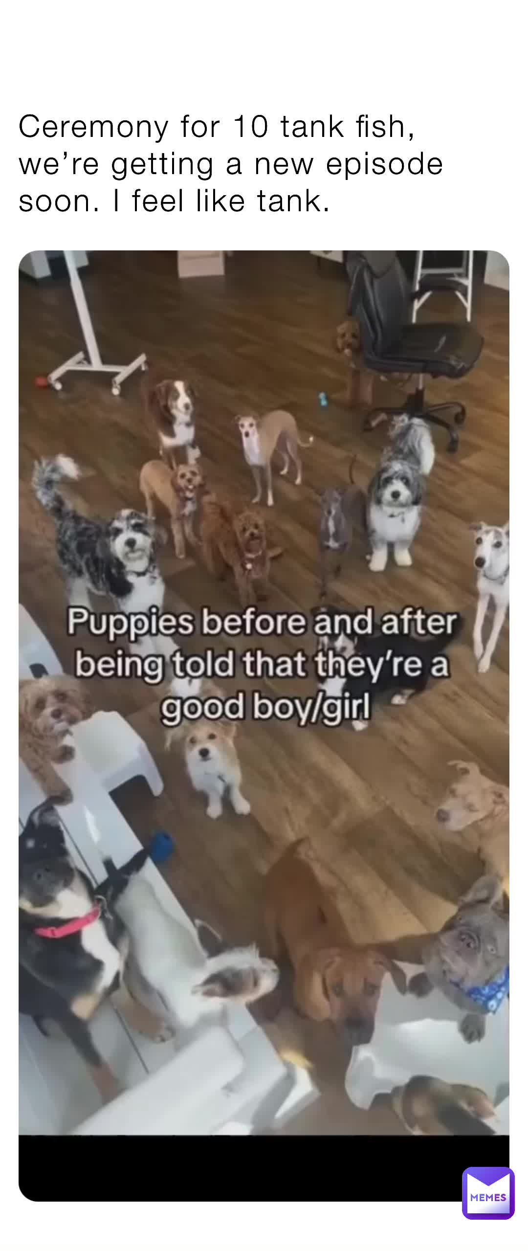 Ceremony for 10 tank fish, we’re getting a new episode soon. I feel ...