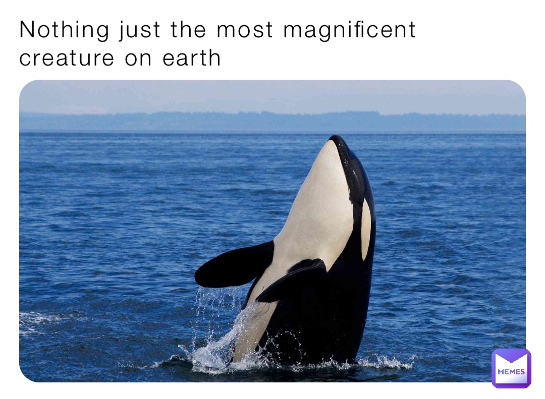 Nothing just the most magnificent creature on earth | @SpookyNamuShamu ...