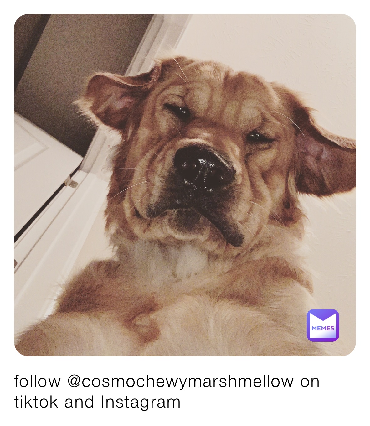 follow @cosmochewymarshmellow on tiktok and Instagram | @peesock | Memes