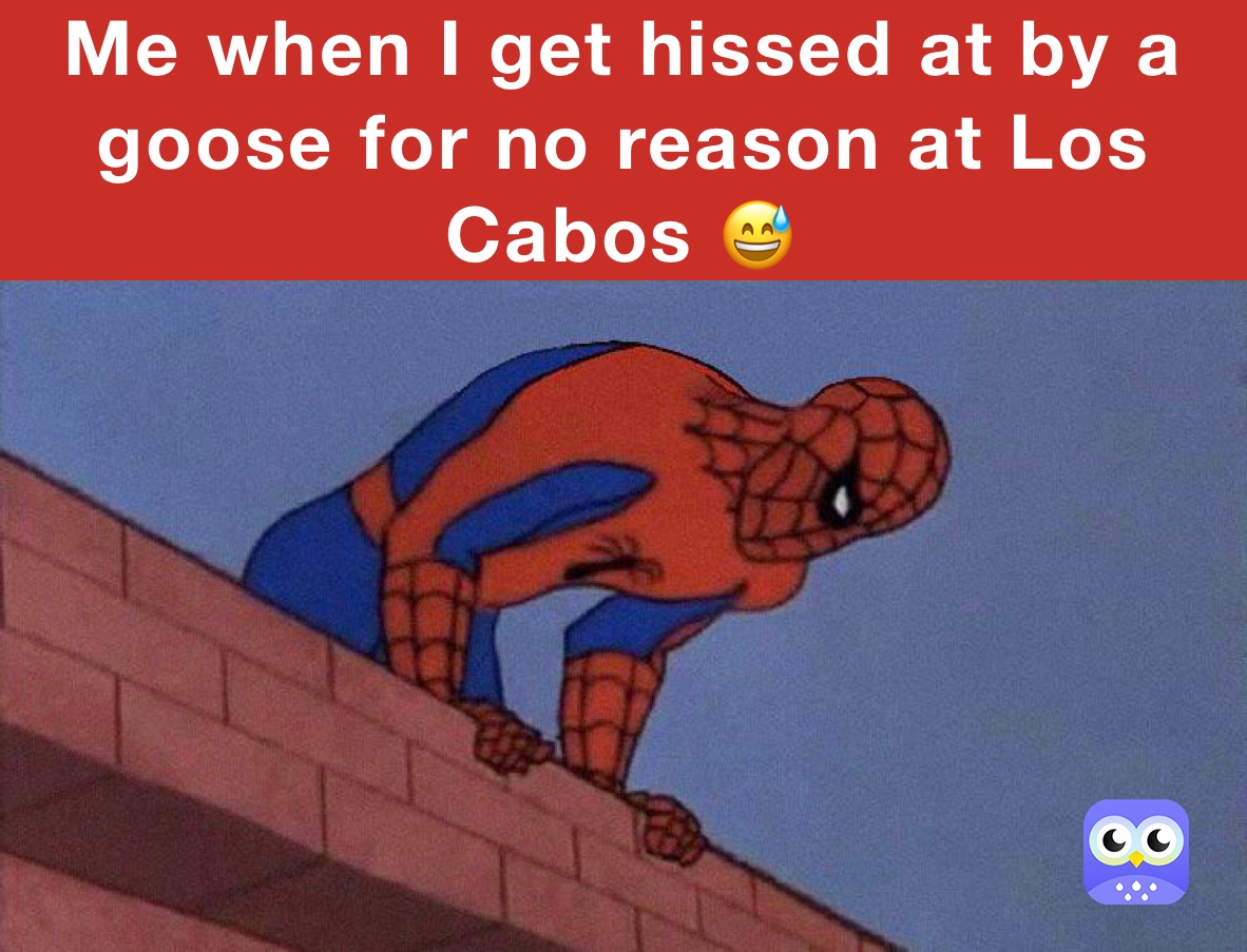 Me when I get hissed at by a goose for no reason at Los Cabos 😅 ...