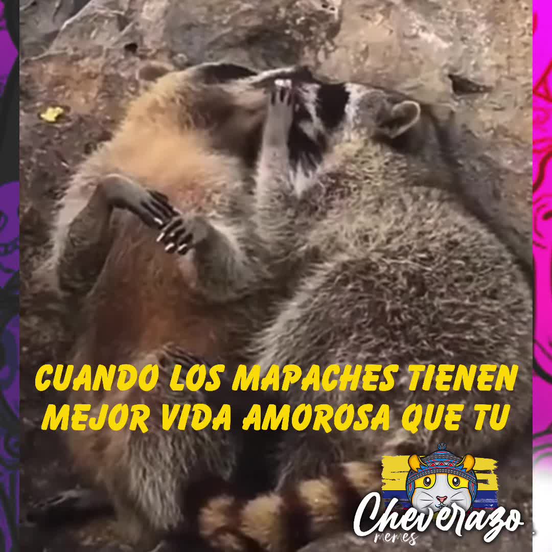 Cuando los mapaches tienen mejor vida amorosa que tu | @Cheverazo | Memes
