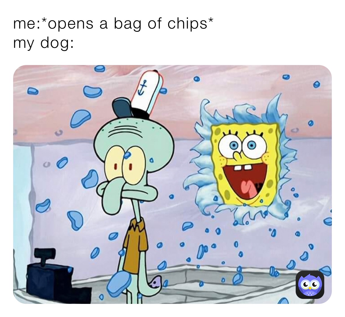 me:*opens a bag of chips* my dog: | @memeslolgirl | Memes