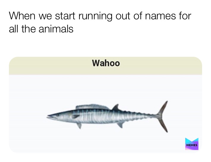 Wahoo Memes