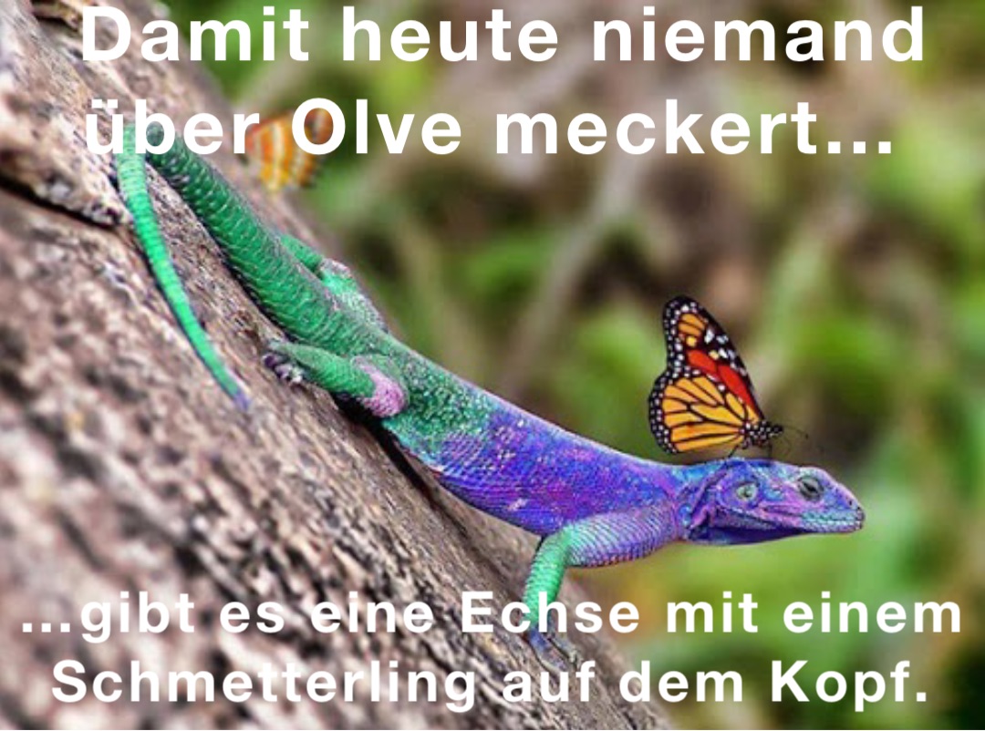 Damit heute niemand über Olve meckert… …gibt es eine Echse mit einem ...
