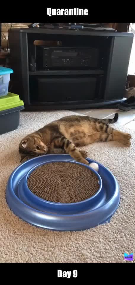 Post by @ysl | Memes