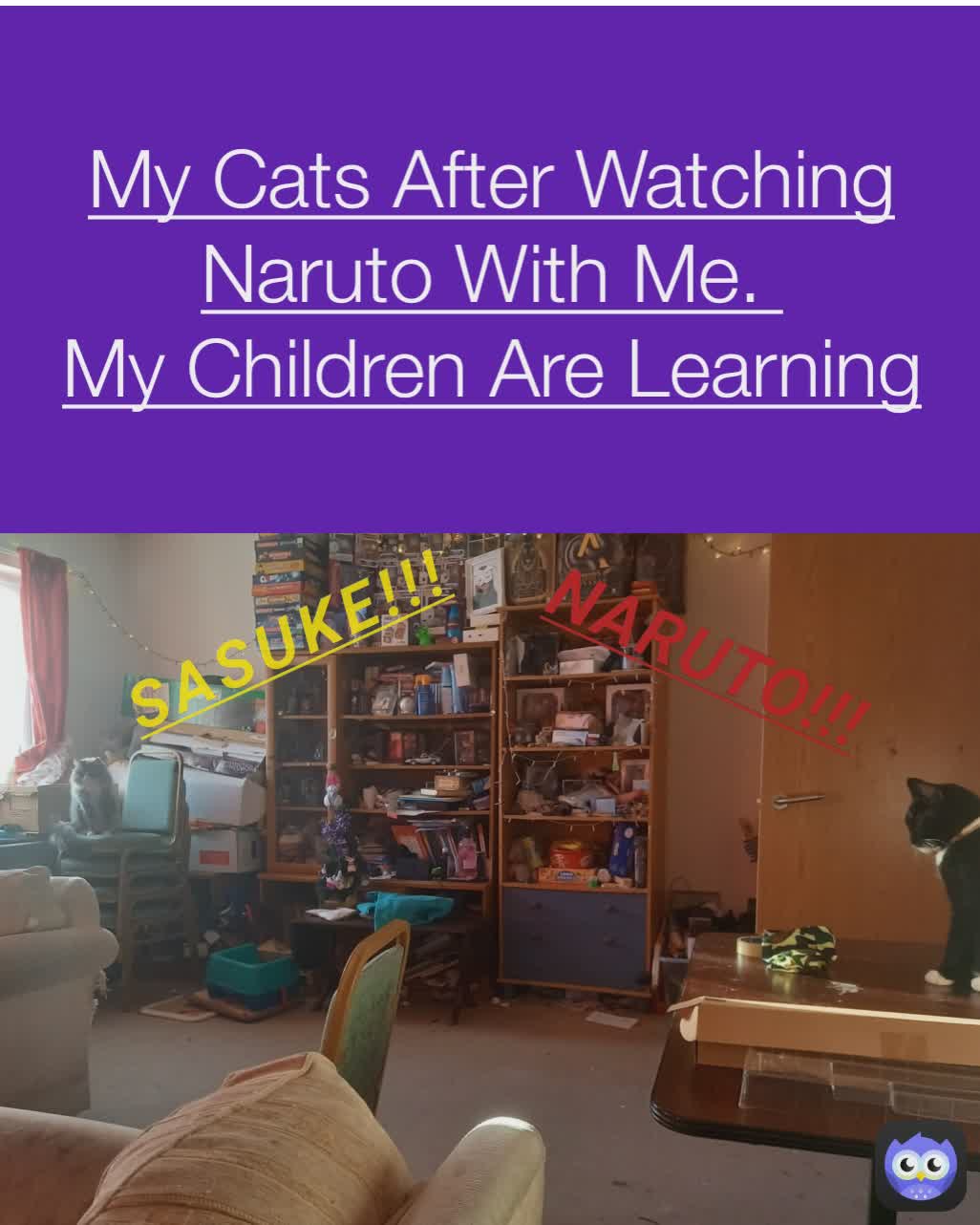 SASUKE!!! My Cats After Watching Naruto With Me. My Children Are ...