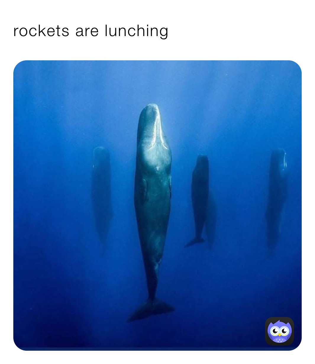 rockets are lunching | @memes4everrrrr | Memes