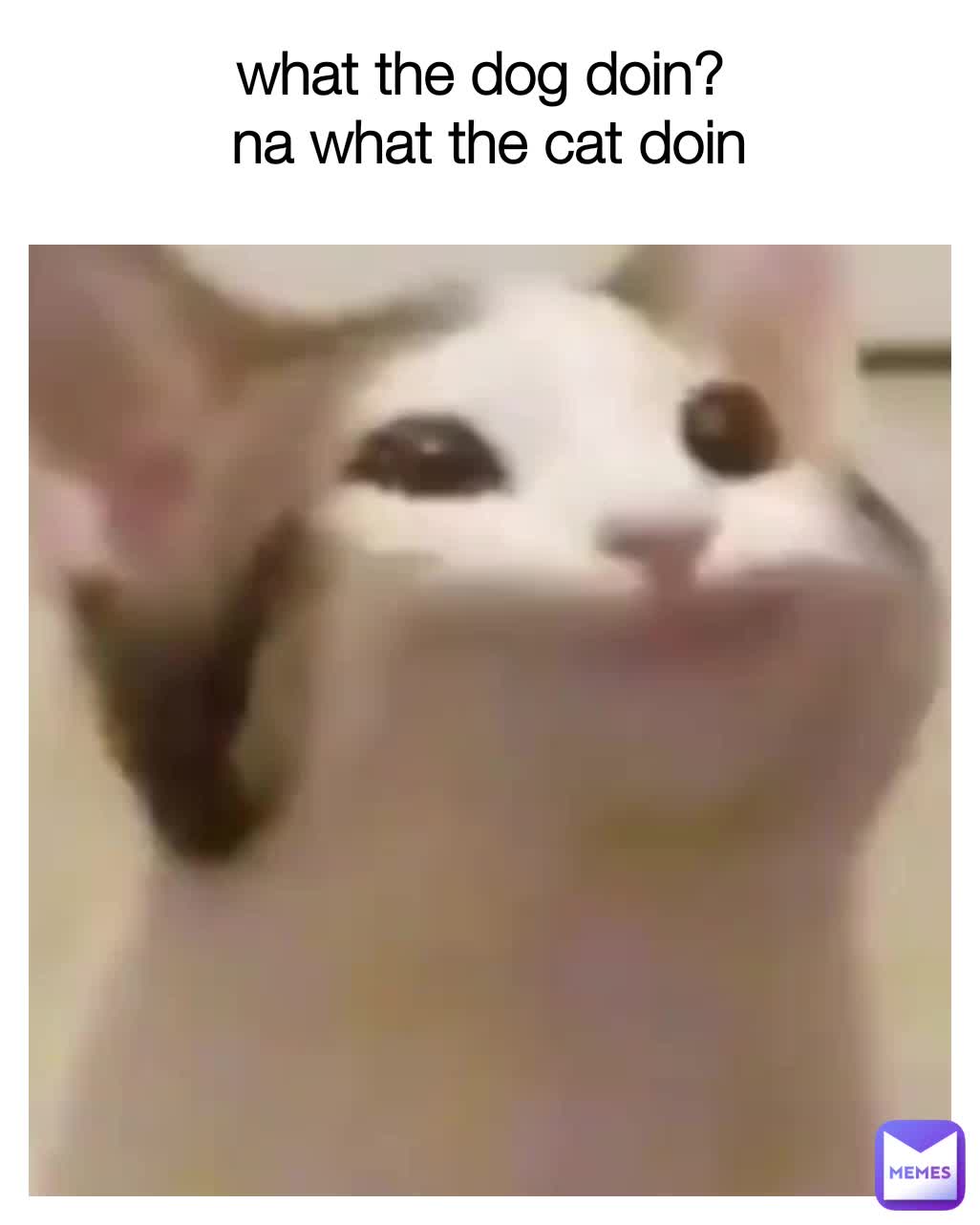 what the dog doin? na what the cat doin | @memeacademy2 | Memes