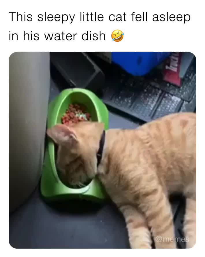 This sleepy little cat fell asleep in his water dish 🤣 | @vikeyNazhan ...