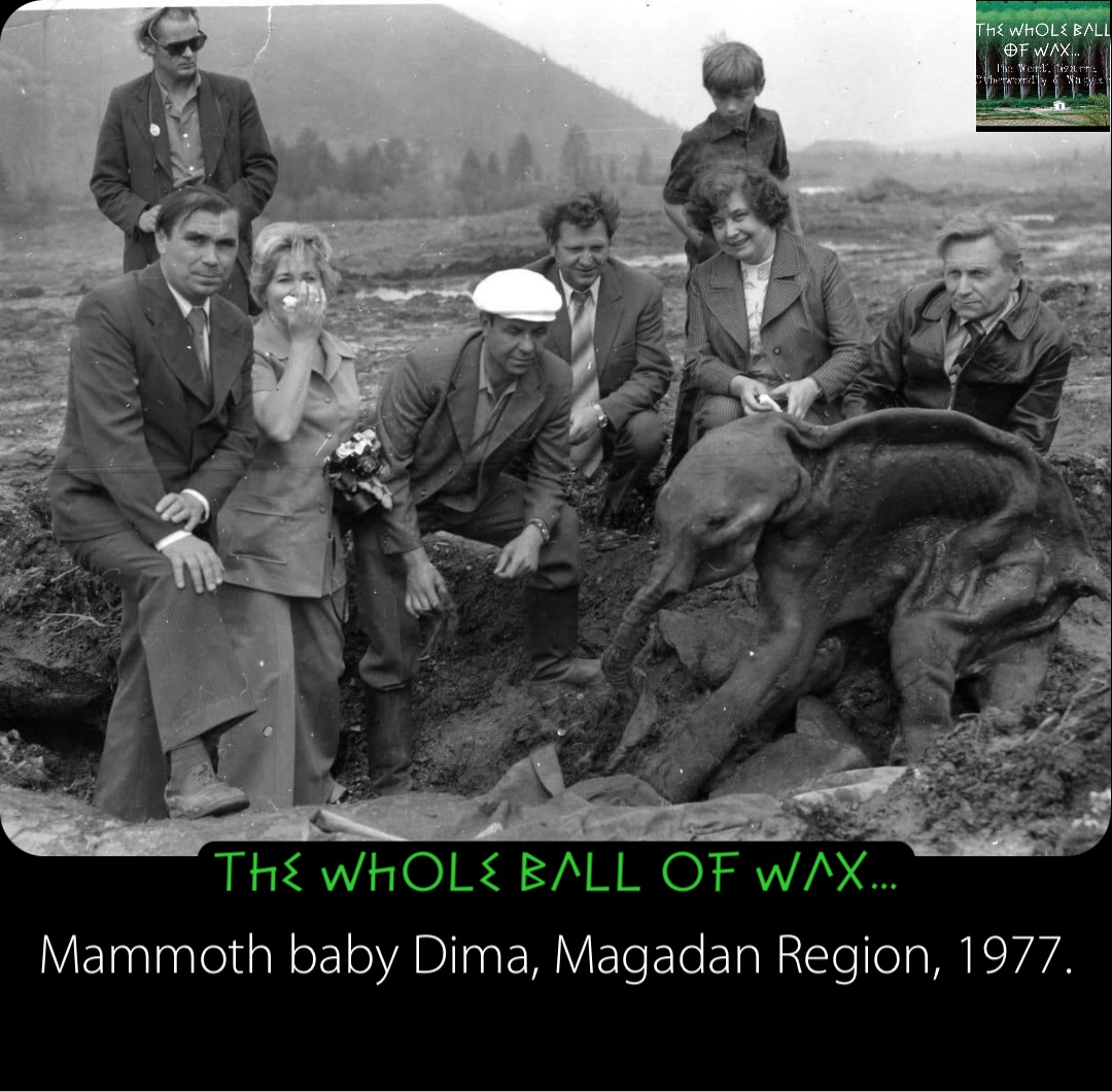Double tap to edit Mammoth baby Dima, Magadan Region, 1977 ...