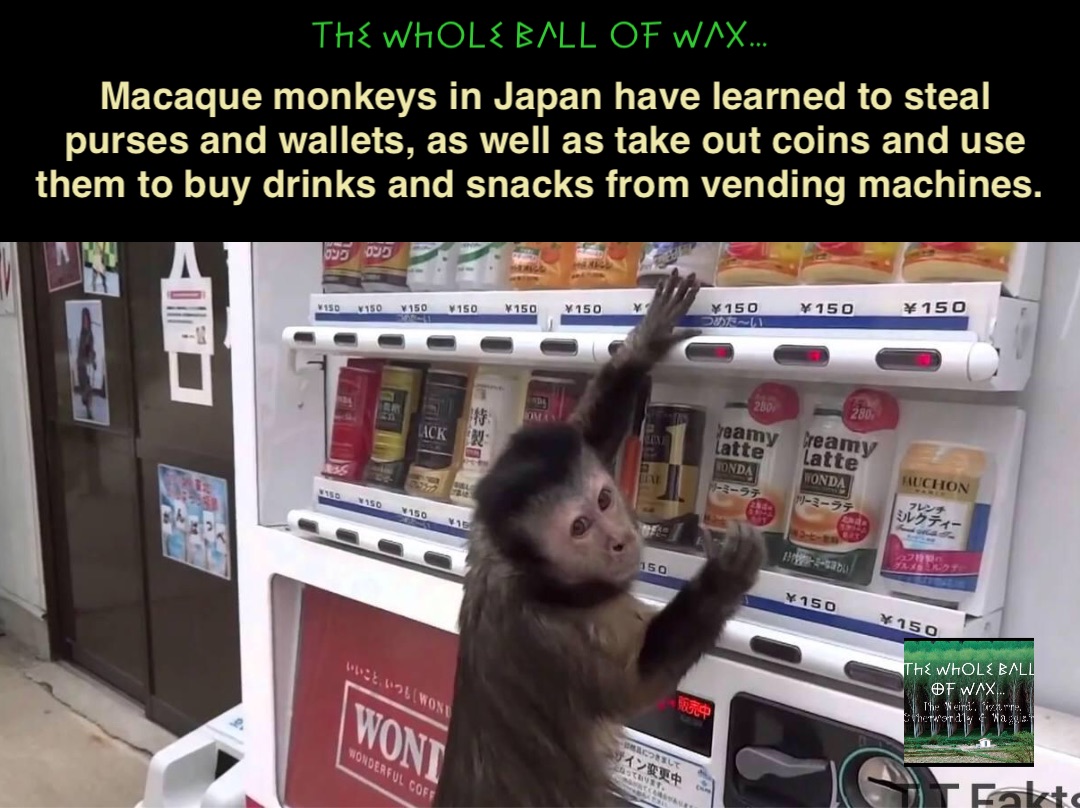 Double tap to edit Macaque monkeys in Japan have learned to steal ...