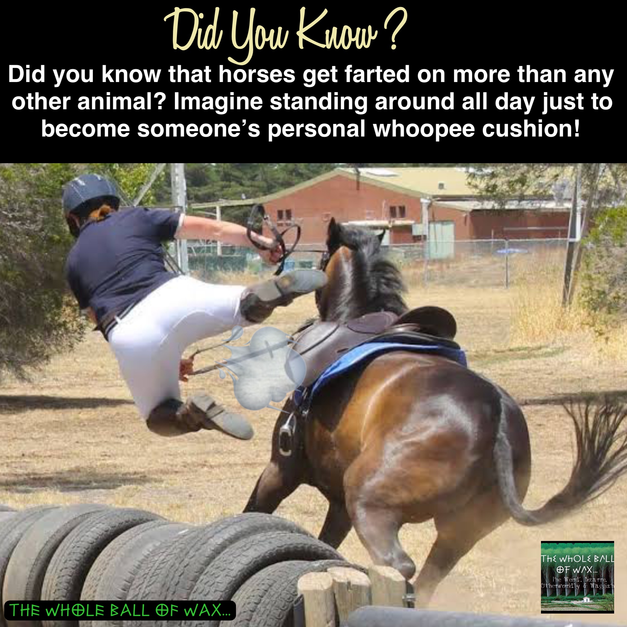 Did you know that horses get farted on more than any other animal ...