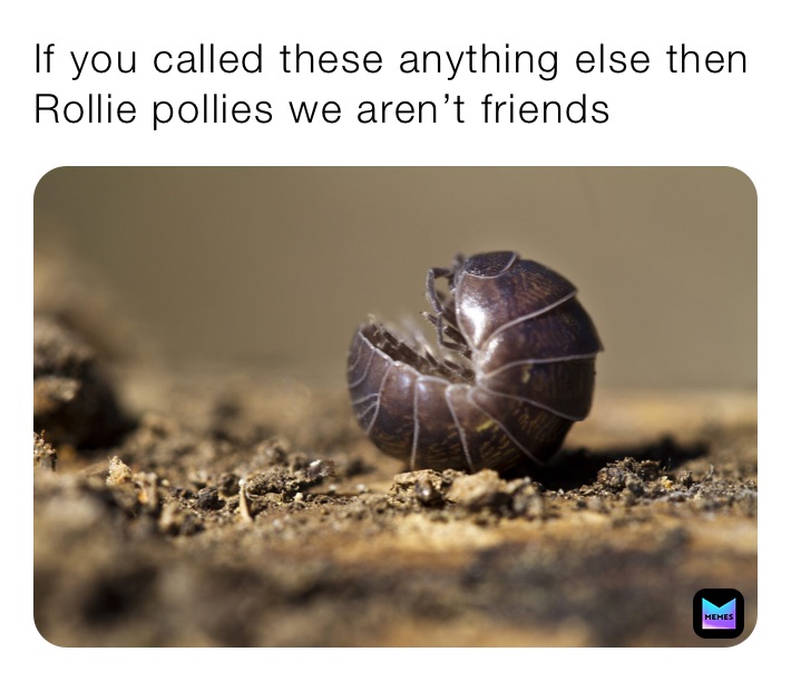 If you called these anything else then Rollie pollies we aren’t friends ...