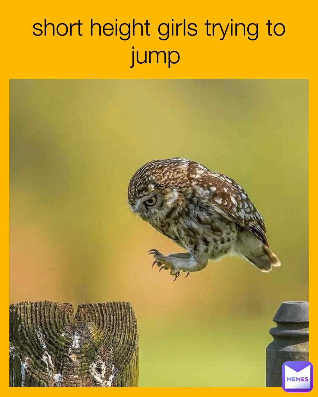 short height girls trying to jump | @gunjalighuse | Memes