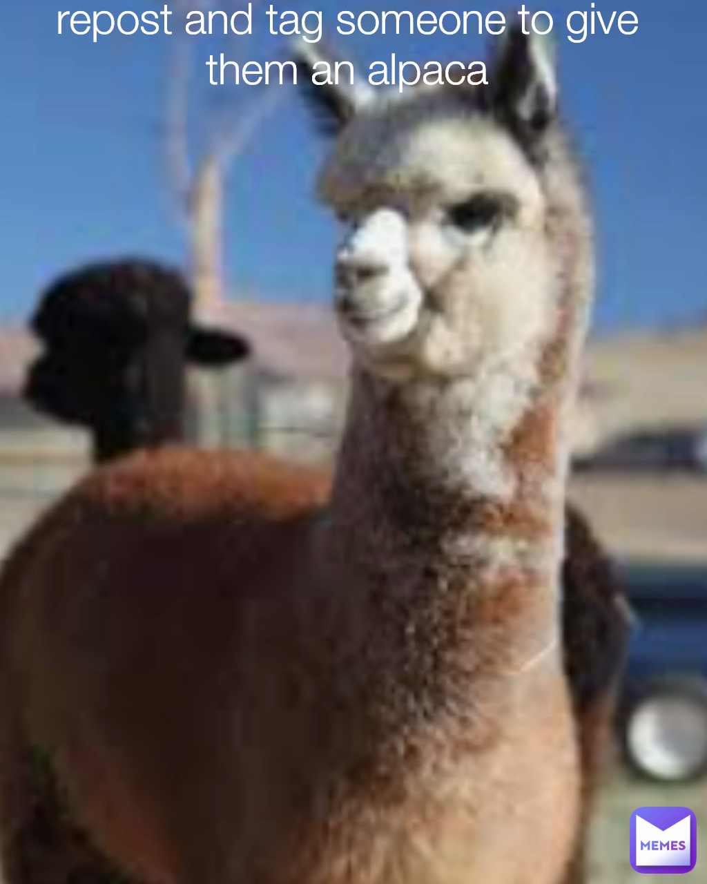 Alpaca Meme