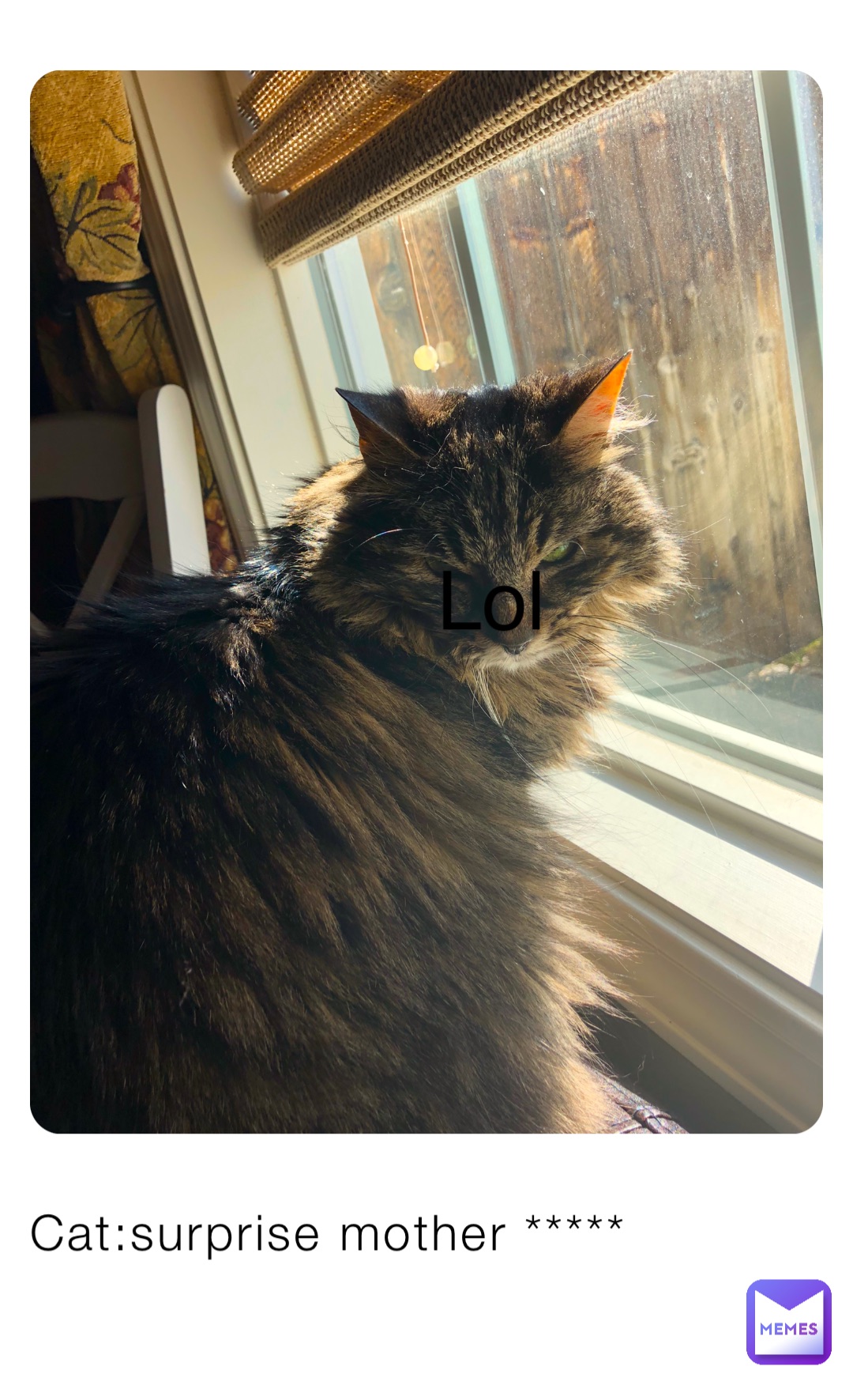 Cat:surprise mother ***** Lol | @Ford_Escape | Memes