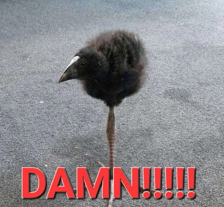 Post by @The_ShitpostDealer | Memes