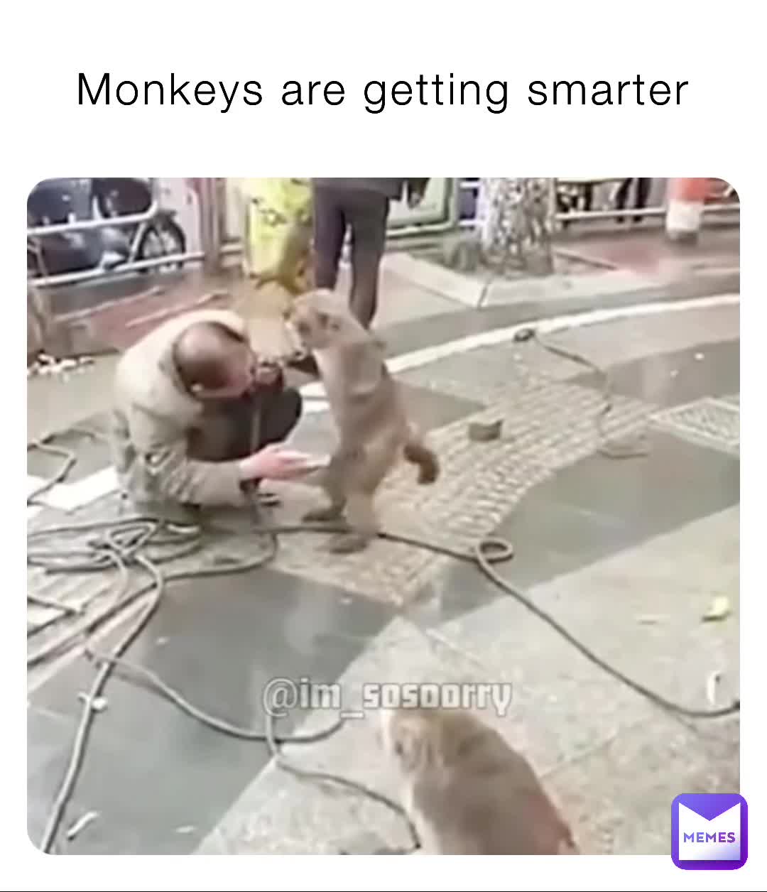 Monkeys are getting smarter | @sort_of_hidden_guy | Memes