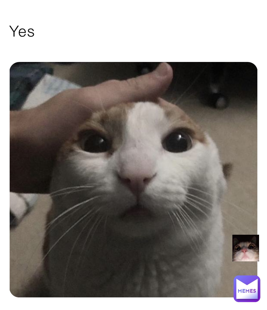 Yes | @Meow_Memes | Memes