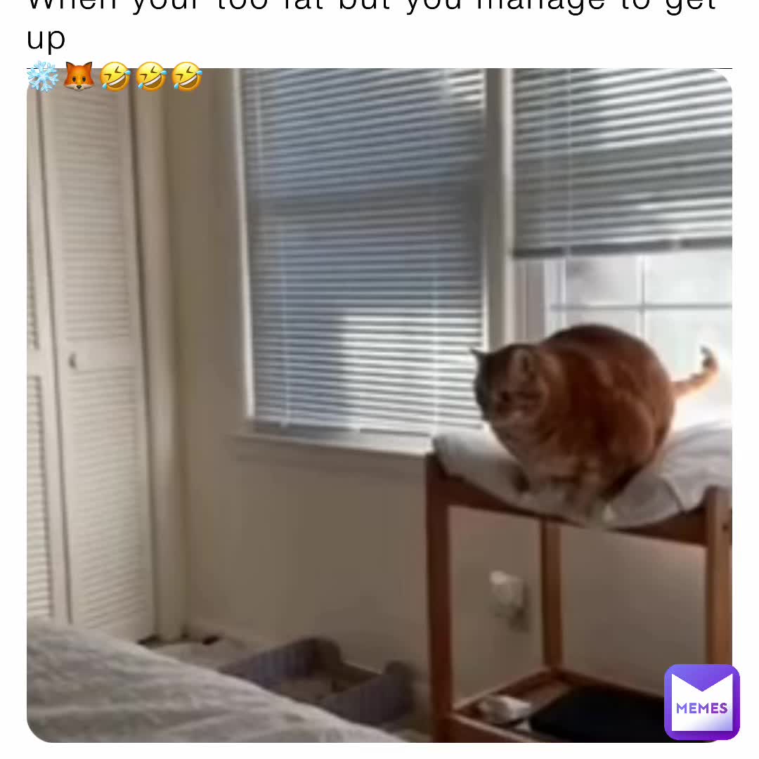 When your too fat but you manage to get up ️🦊🤣🤣🤣 | @rpjwjh6rpb | Memes