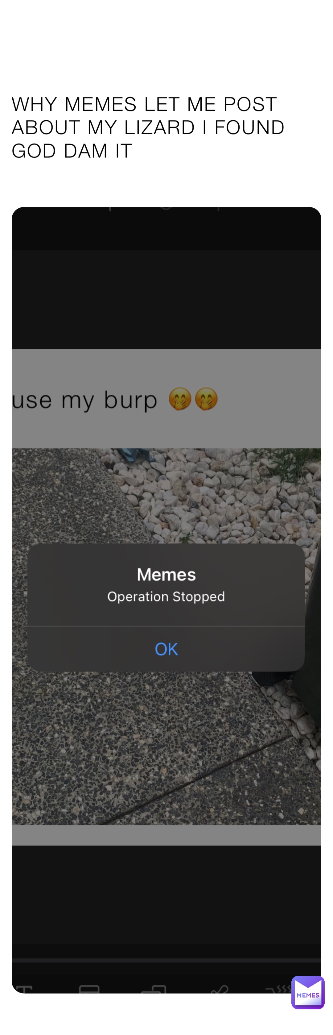 WHY MEMES LET ME POST ABOUT MY LIZARD I FOUND GOD DAM IT | @happyGato ...