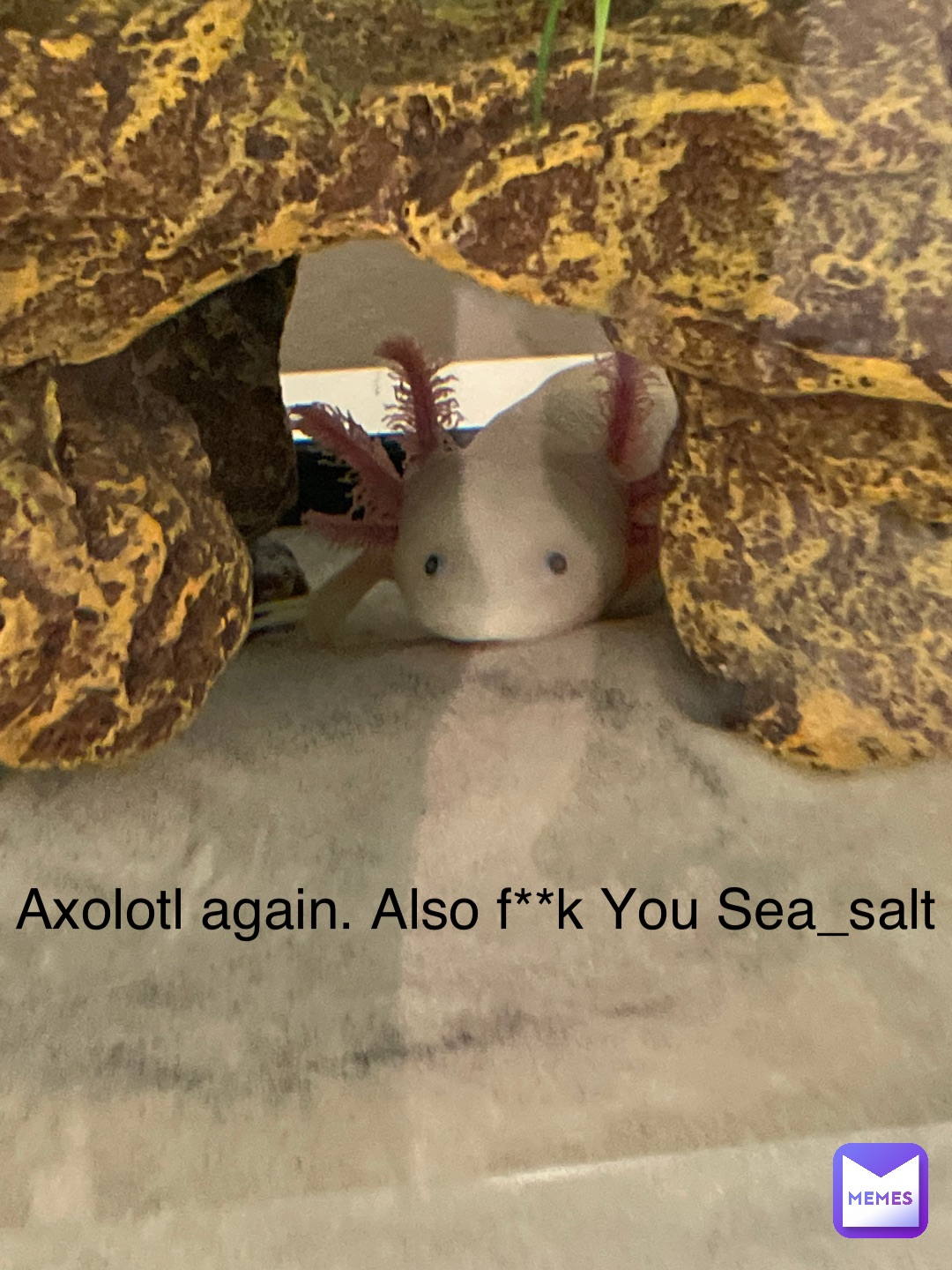 Axolotl again. Also f**k You Sea_salt | @AttentionSoldiers | Memes