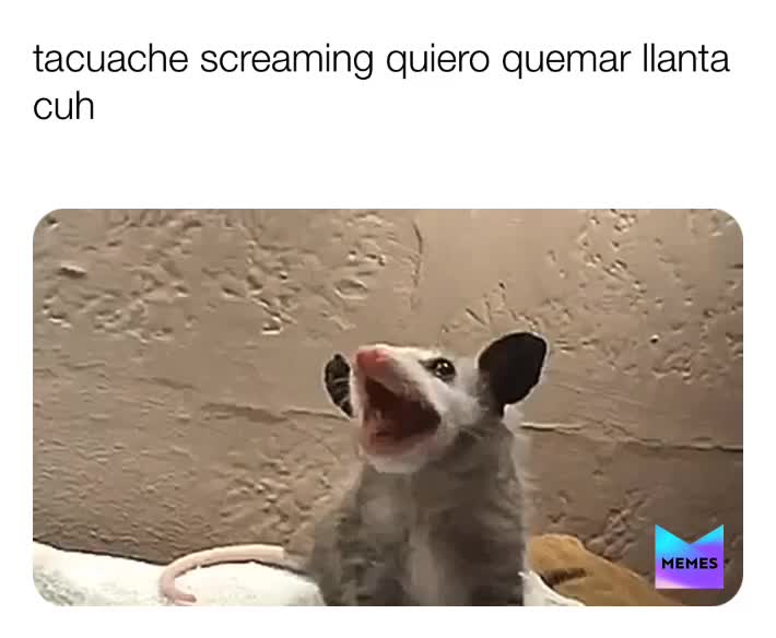 Post by @tacuache_memes | Memes