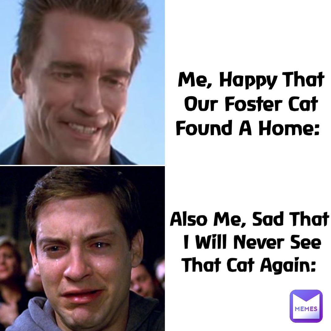 Me, Happy That Our Foster Cat Found A Home: Also Me, Sad That I Will ...