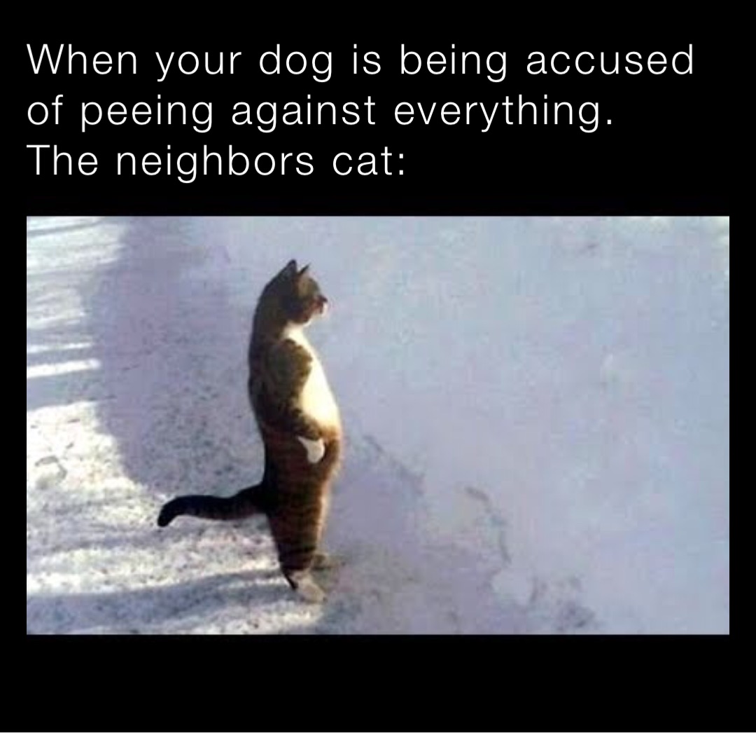 When your dog is being accused of peeing against everything. The ...