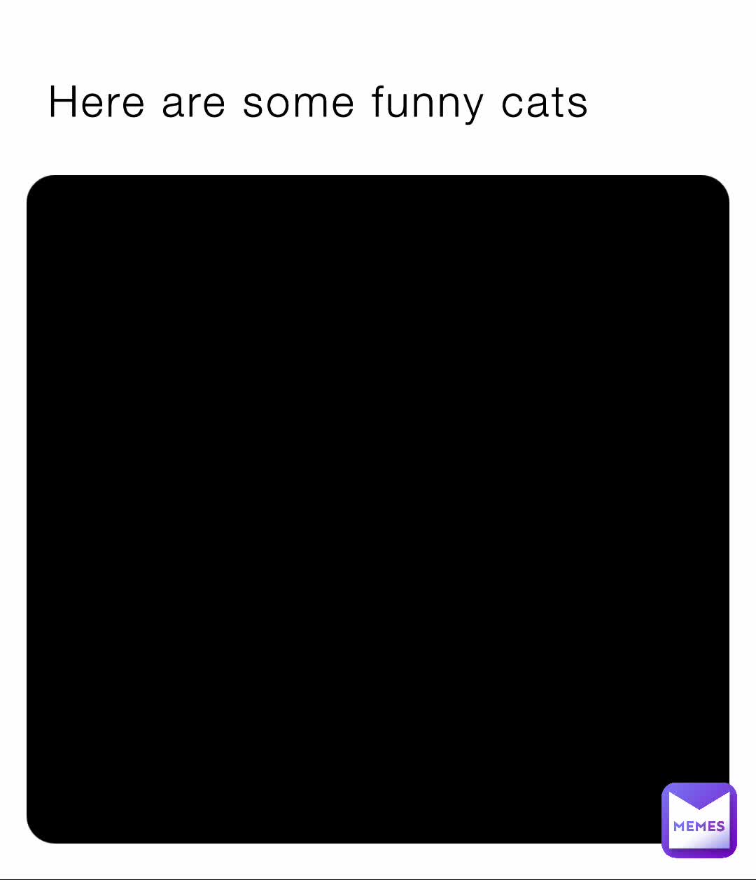 Here are some funny cats | @trunk_monkey_memes | Memes