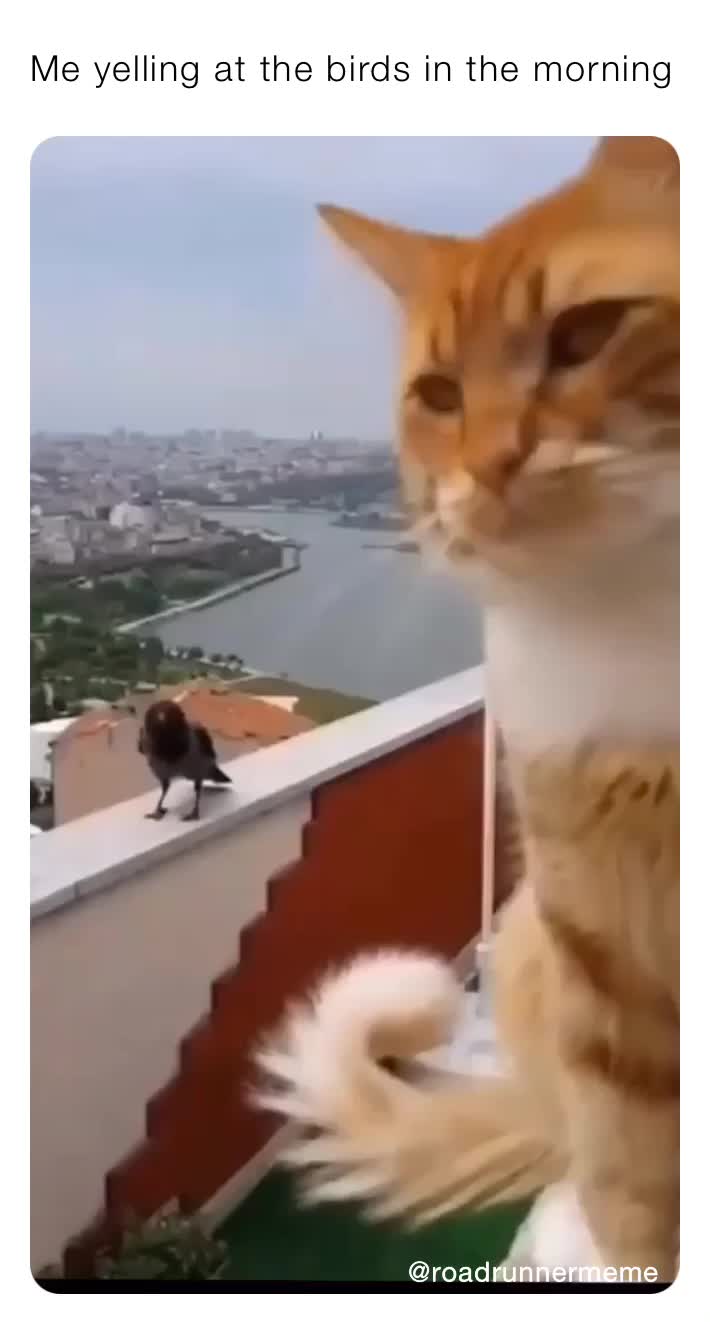 Me yelling at the birds in the morning | @RoadRunnerMeme | Memes