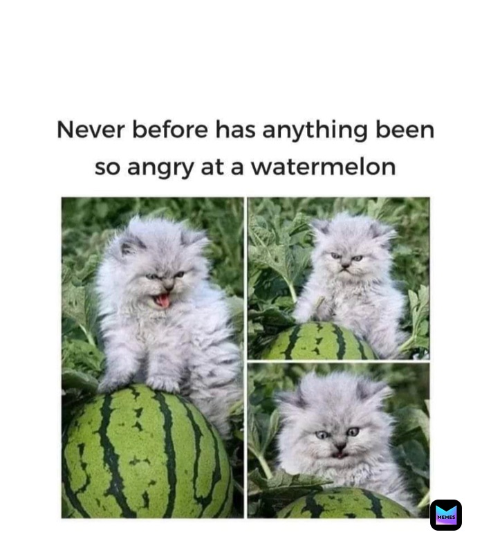 Angry Watermelon Cat