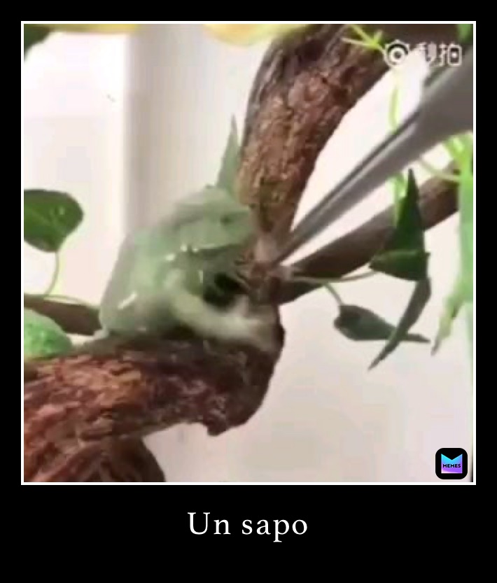 Sapo Un sapo | @Honey_uwu | Memes