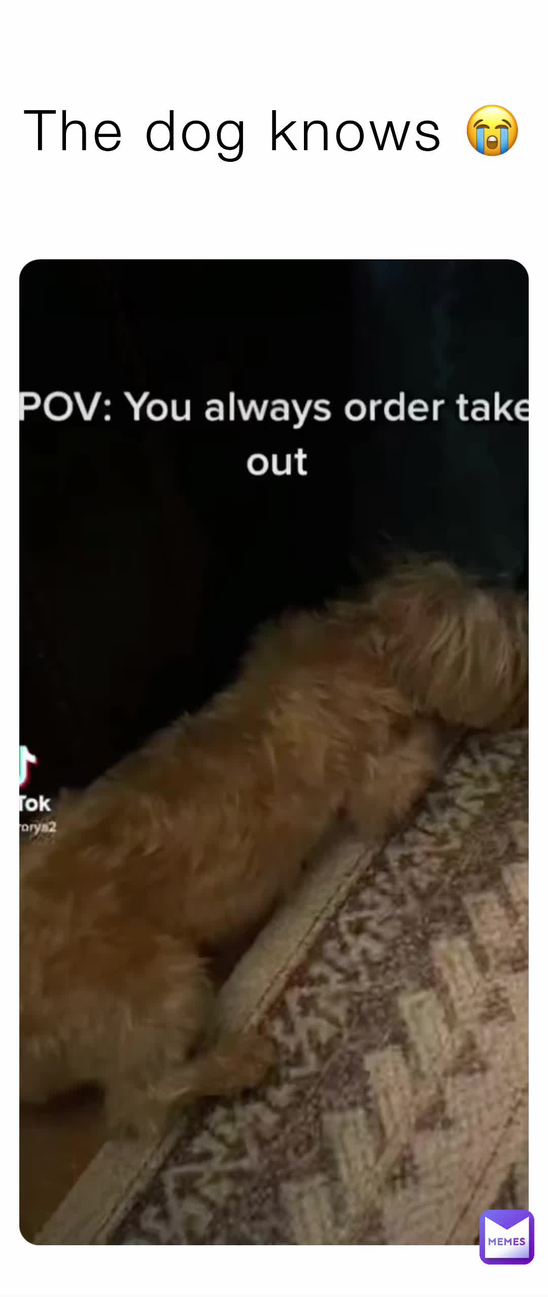 The dog knows 😭 | @funnyv2 | Memes
