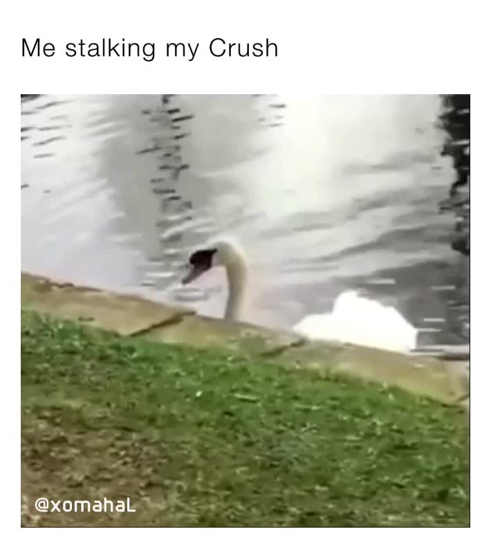 Funny Memes About Stalkers