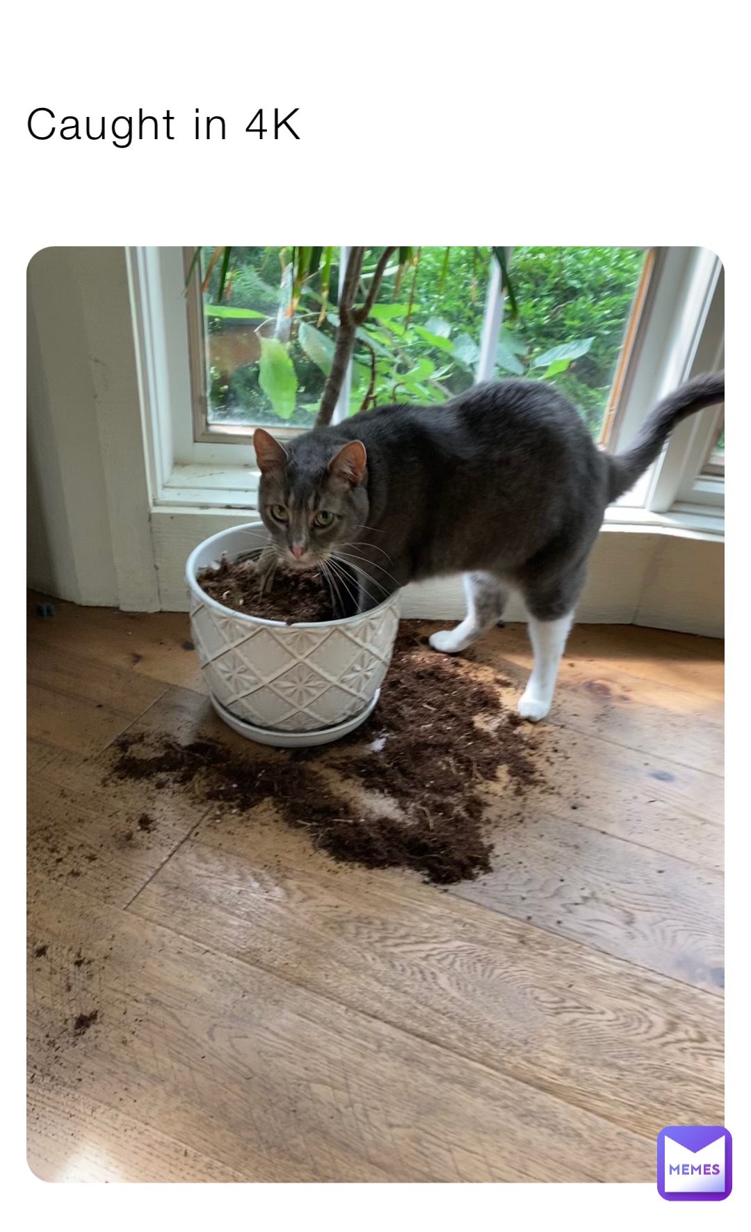 Caught in 4K | @SHAZAMthegreat | Memes