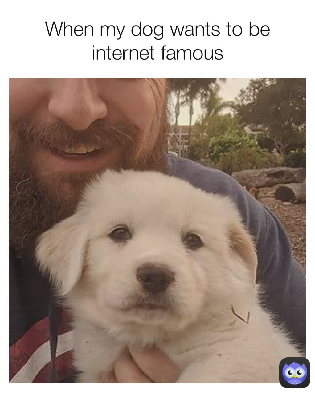 Famous Internet Dogs
