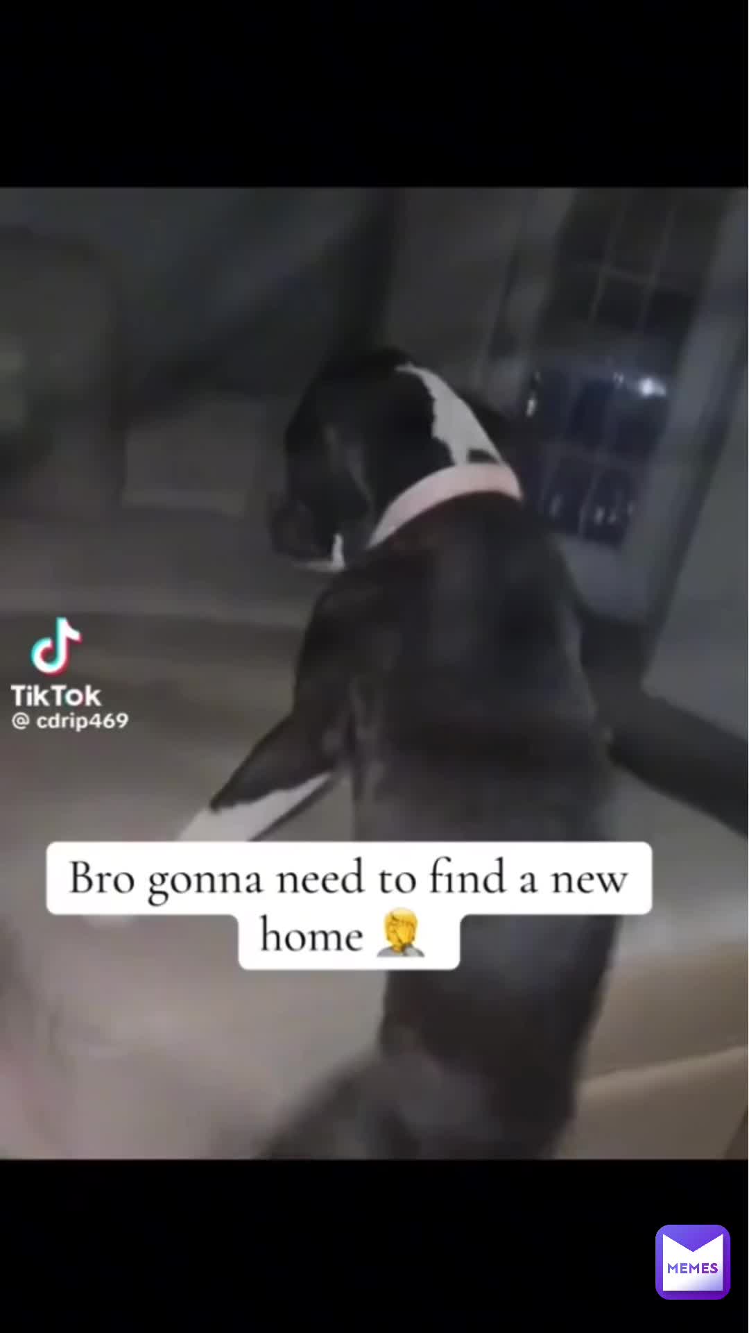 Post by @the_one_eyed_beast | Memes