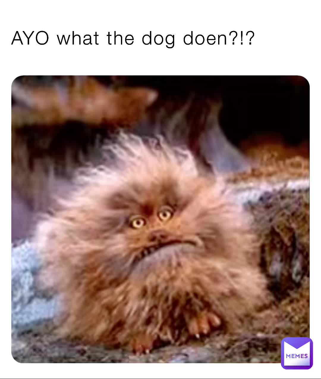 AYO what the dog doen?!? | @bella_boxton | Memes