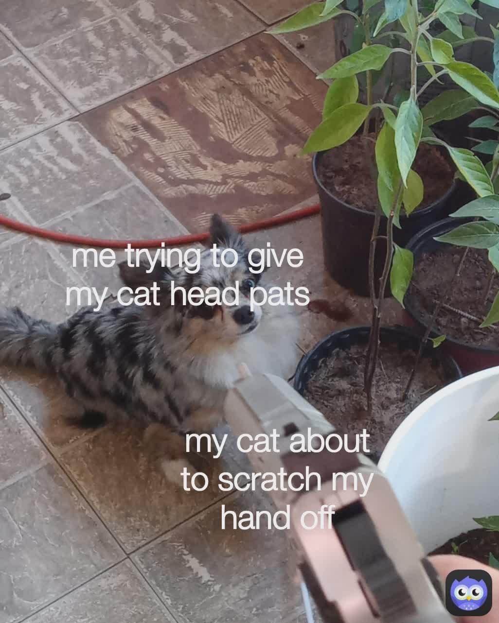 my cat about to scratch my hand off me trying to give my cat head pats ...