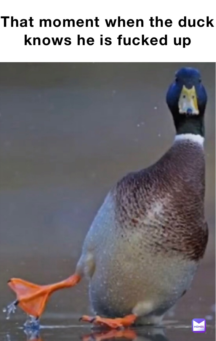 That moment when the duck knows he is fucked up | @Reggie_Rex | Memes