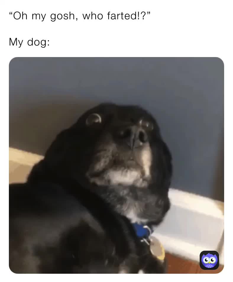 “Oh my gosh, who farted!?” My dog: | @BoyMommaBaker | Memes